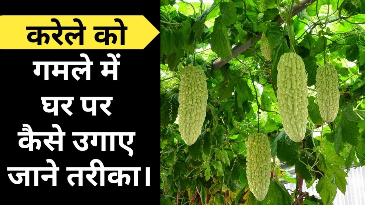 Grow करेला/karela seeding til harvest.( Bittergourd) - YouTube