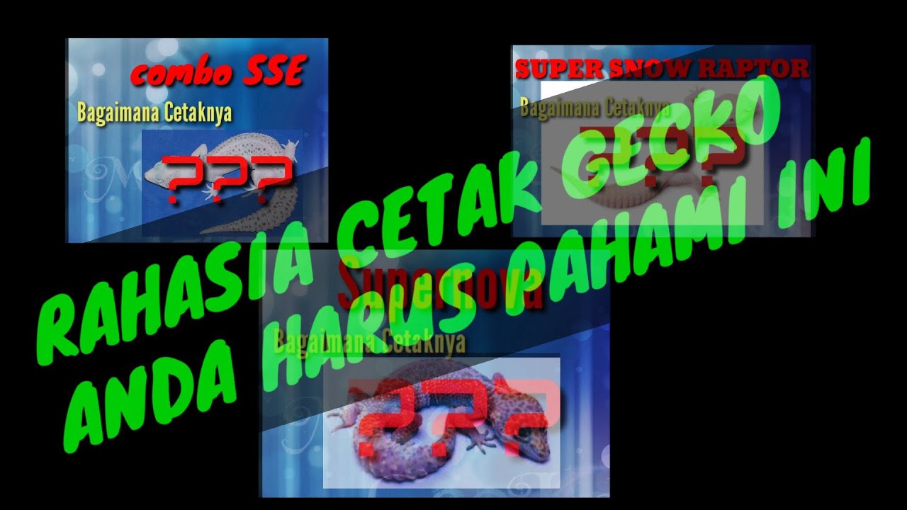 Rahasia #combomorphs SSE, Pied, SSR, dan Supernova || leopard Gecko ...