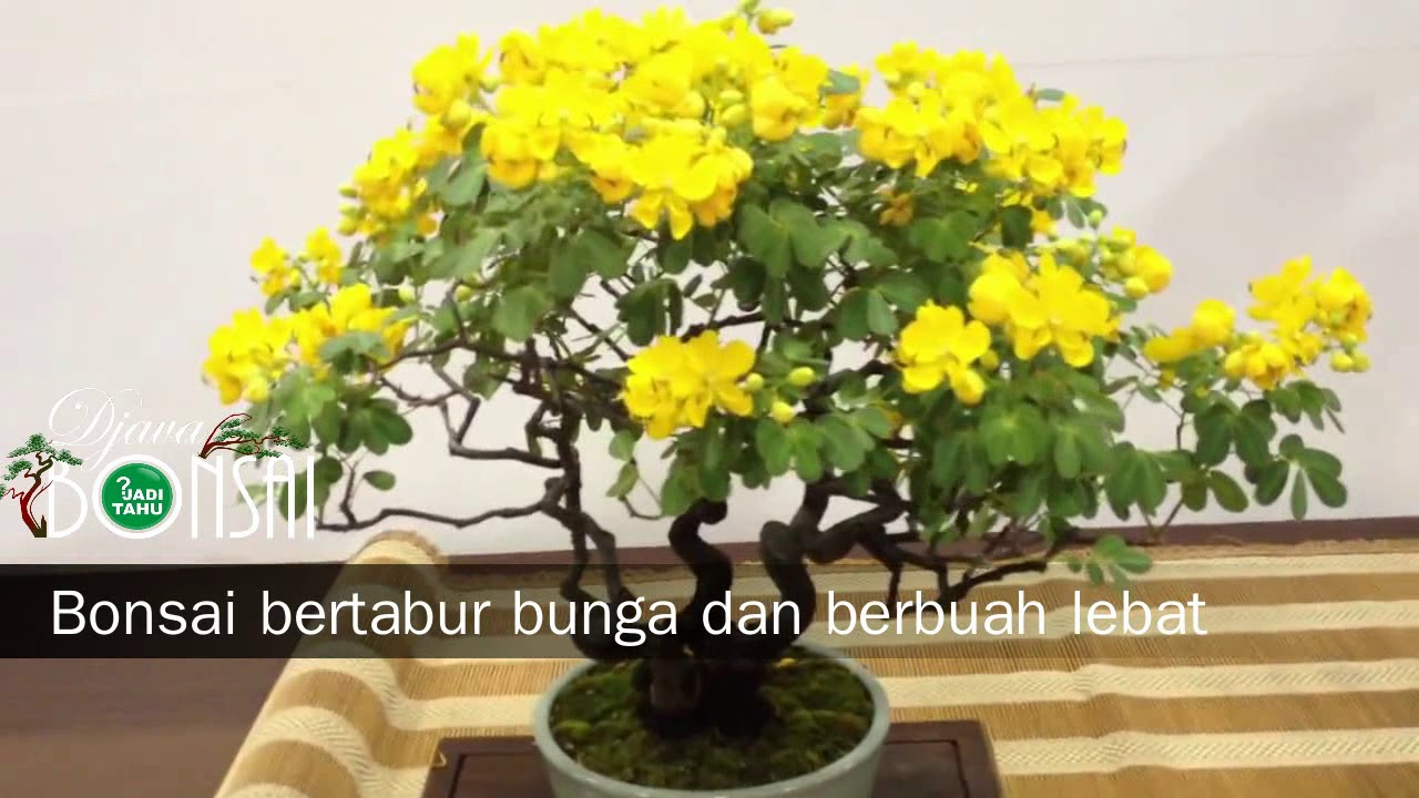 BONSAI BERBUNGA DAN BERBUAH LEBAT - YouTube