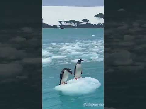 penguin in antarktika #nature #penguin  #antarktika
