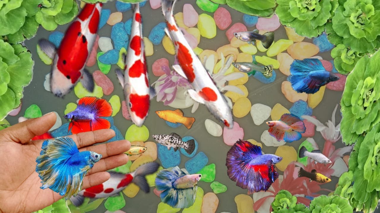 Catch colorful ornamental fish in tiny pond, cute fish, koi, glofish ...