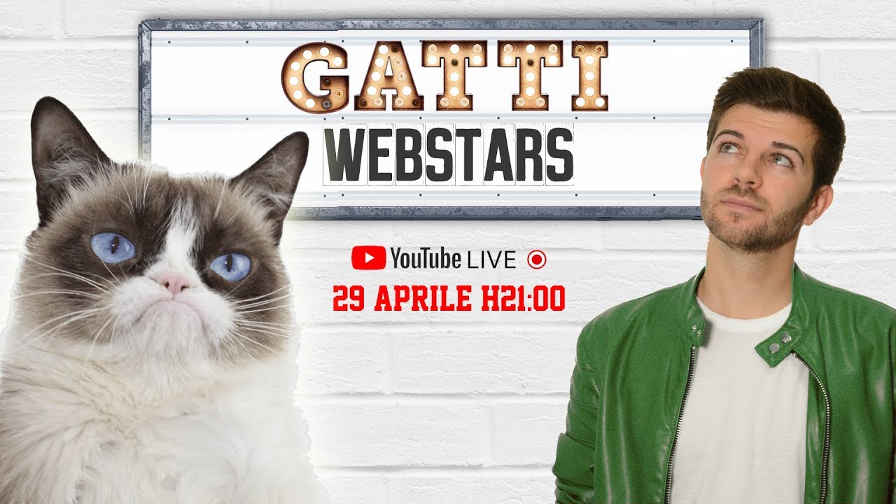 🐱Amici Gattari Show📺 - Gatti webstars.. pt.20 - YouTube