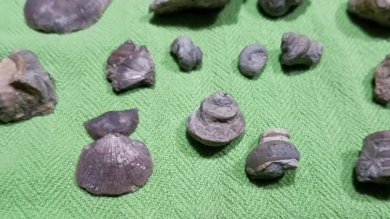 Fossil Hunting SW Ohio Episode 4 Trilobite Hash Plates - YouTube