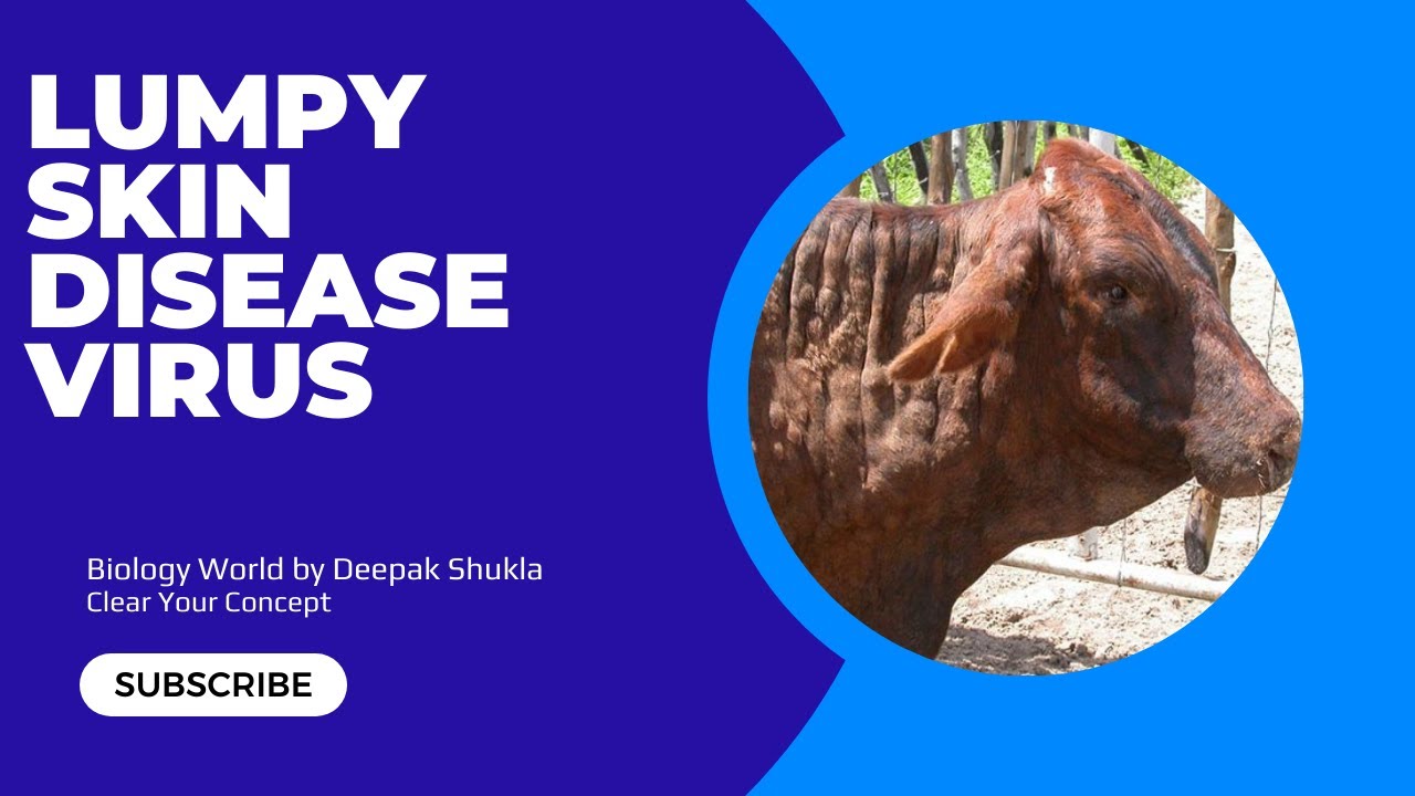 Lumpy Skin Disease | Lumpy Virus | Lumpy Skin Disease in Cattle | # ...