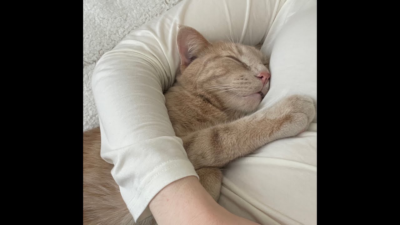 ASMR 5 Hours Cat Purring For Sleep (Extended Version) - YouTube