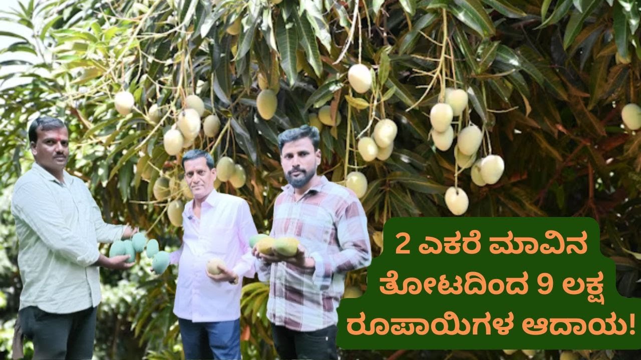 Mango Farming @ Karnataka with in 2acres - YouTube