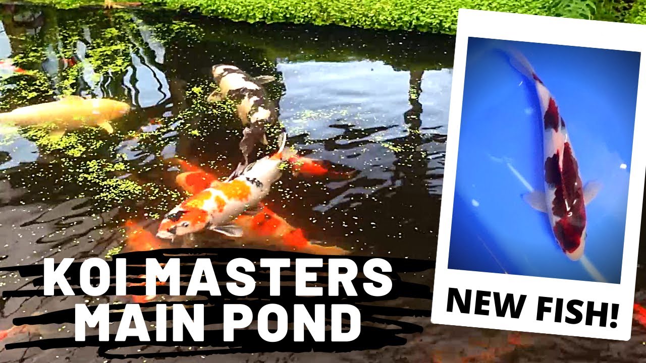Koi Masters MAIN POND Chris Masters OWN Beautiful Koi - YouTube