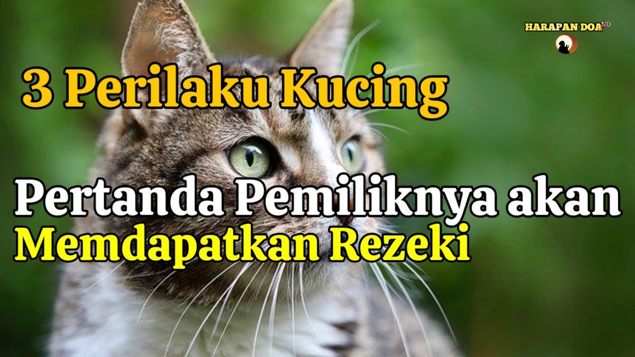 3 Perilaku Kucing Pertanda Pemilik Akan Mendapatkan Rezeki Besar - YouTube