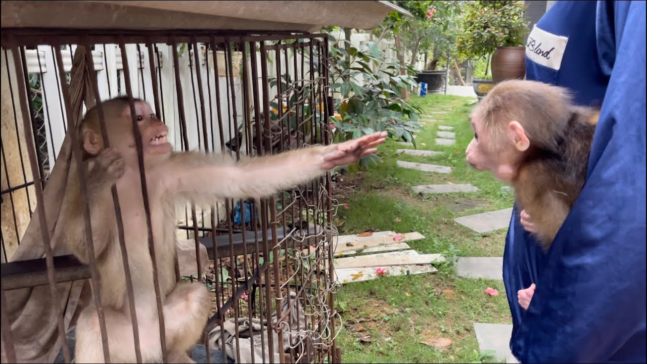 Monkey friends who have seen each other for a long time are very happy ...