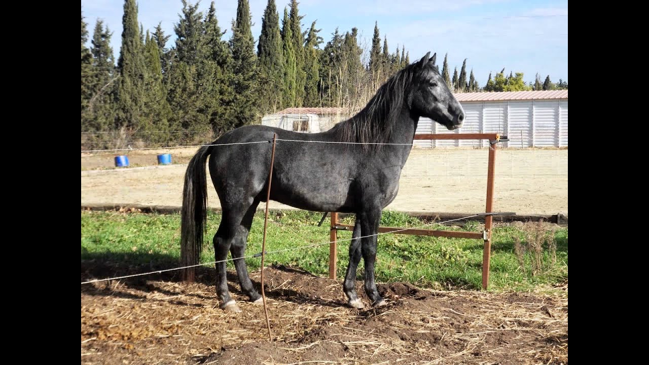 cheval Barbe en Roussillon - YouTube