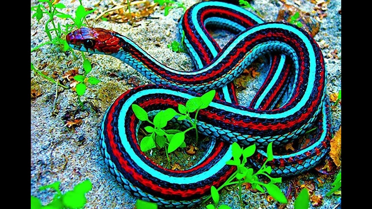 SNAKES AT VANDALUR ZOO(various snakes) - YouTube