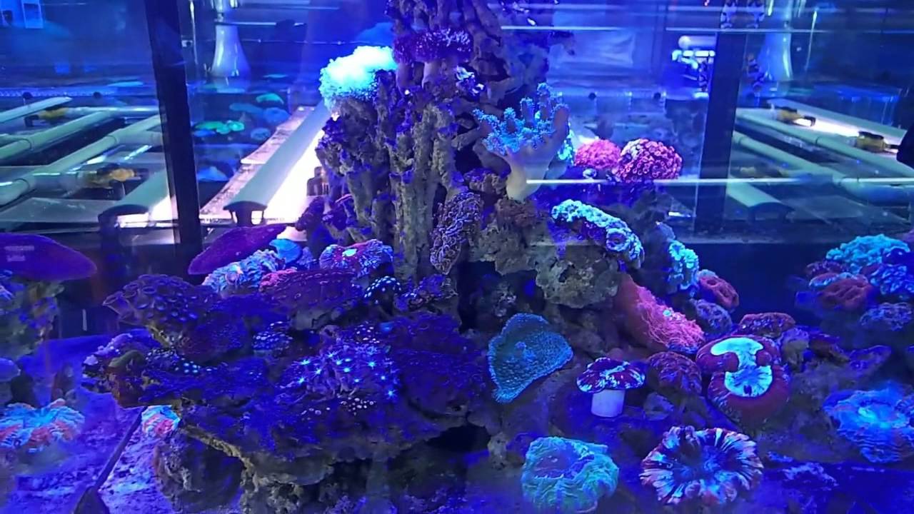 150 gallon reef tank with rare white cap goby - YouTube