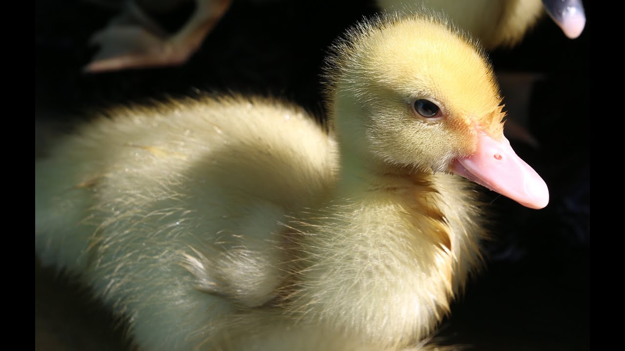 Baby Duckling splashing in a water they are now 13 days old - YouTube