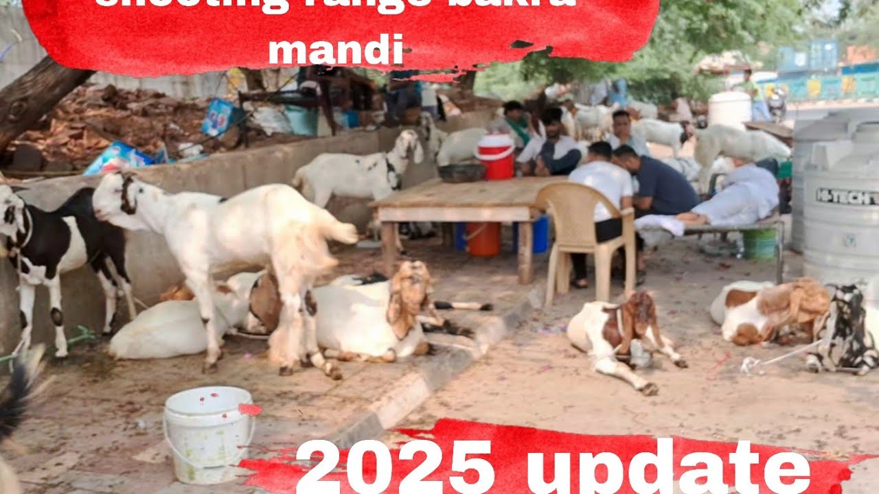 Shooting range bakra mandi update [2025] 29/05/25 Mandi lag gyi hai 👌👌 ...
