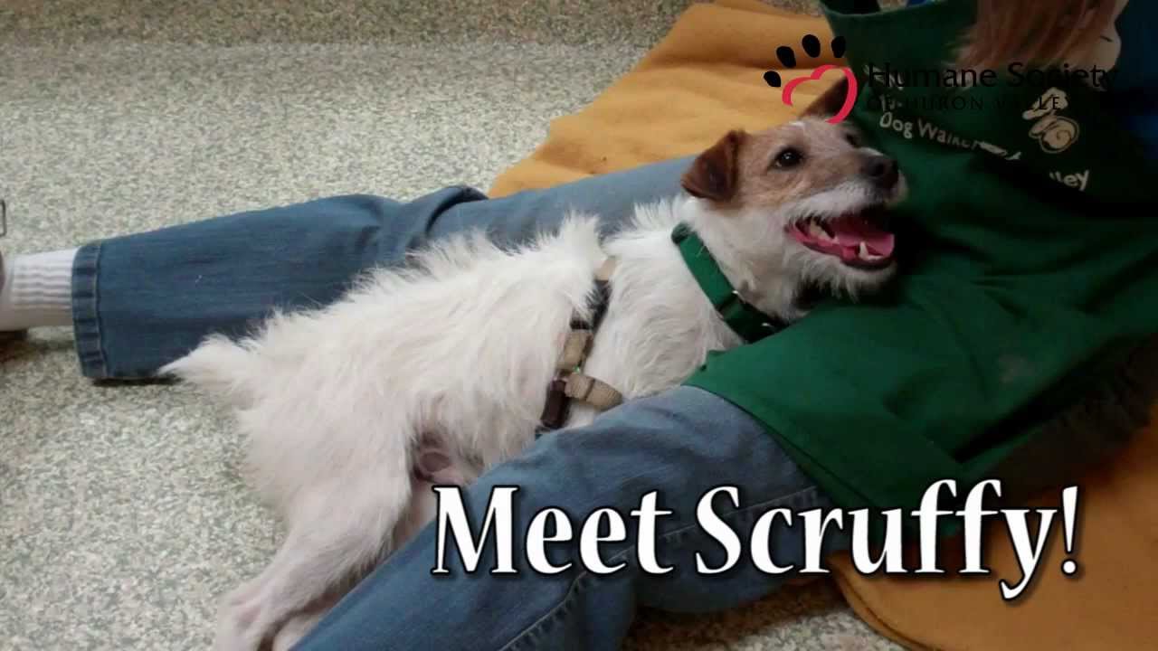 Meet Scruffy, a Jack Russell Terrier at HSHV - YouTube