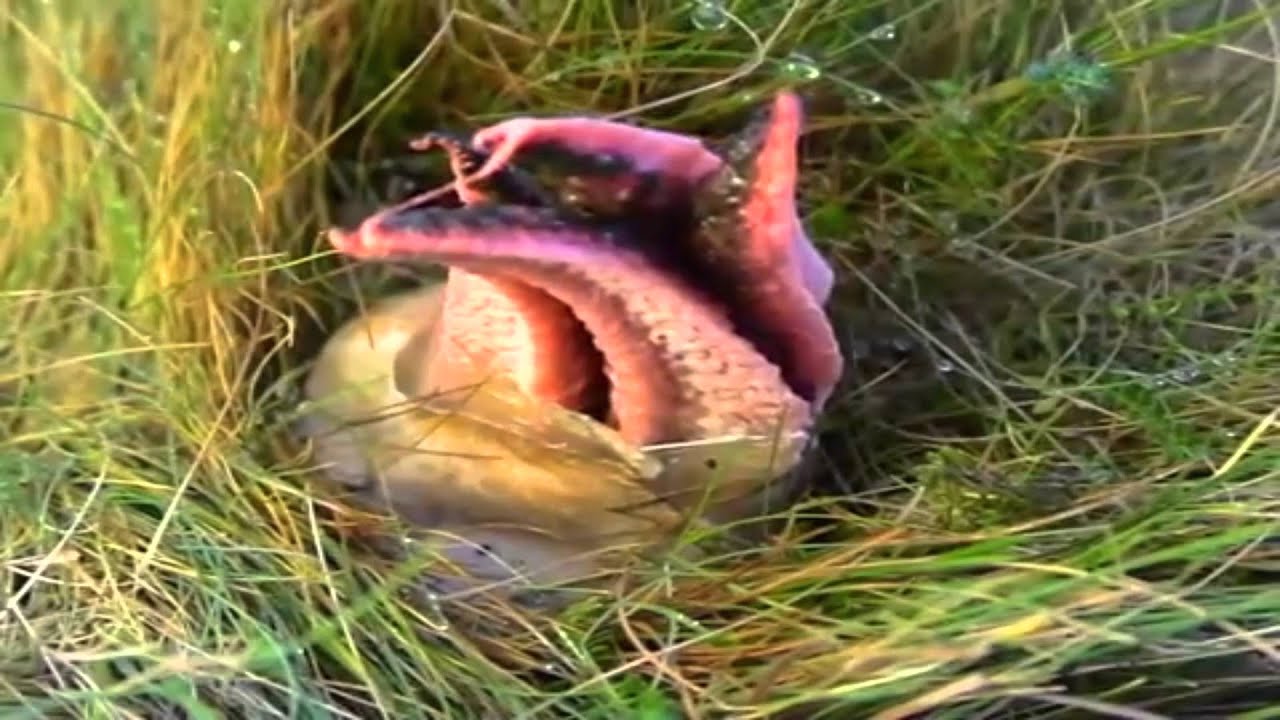 Masum React :- Devils Fingers or Octopus Fungus Clathrus archeri ...