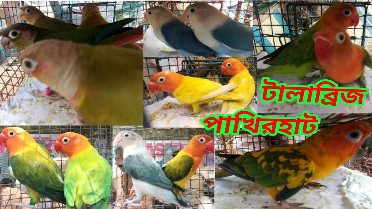 Bird Price Update | Recent all exotic bird | Gallif Street Pet Market ...