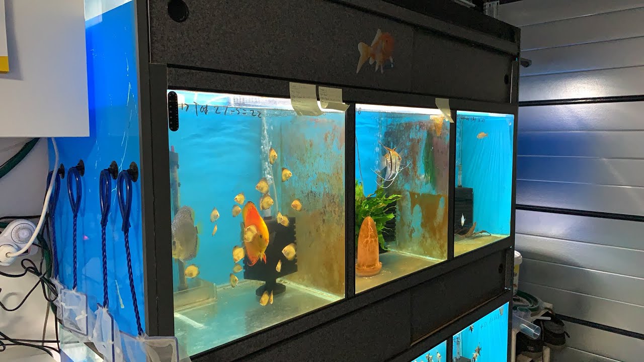 🔴 Live JT Keeping Fish // Hanging Out In The Fishroom! 🔴 - YouTube