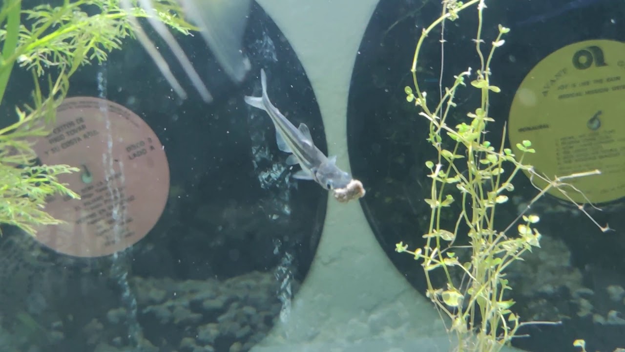 Tiburón pangasio alevín comiendo - YouTube
