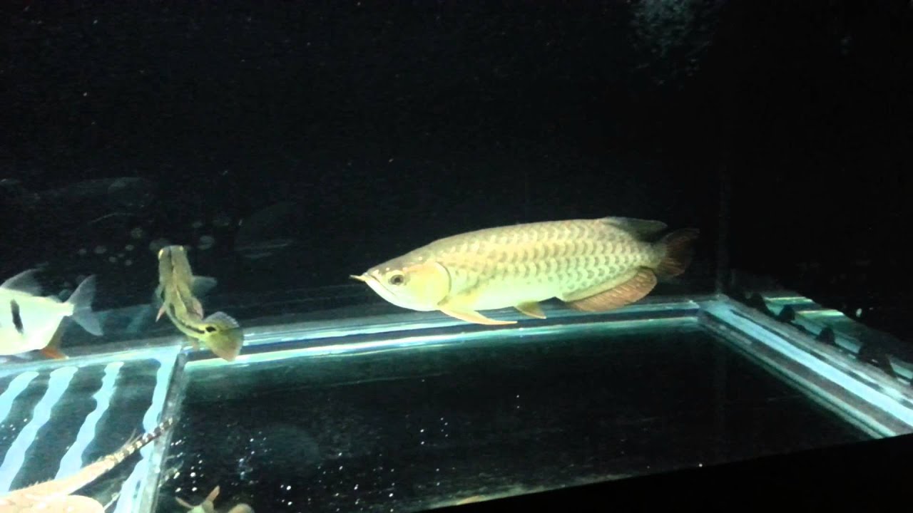 Rainbow Super Highback RTG Arowana July 2013 Update 2 - YouTube