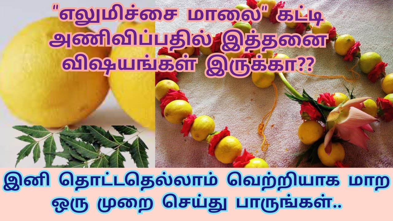 எலுமிச்சை மாலை கட்டும் சரியான முறை..எலுமிச்சை மாலை அணிவிப்பதால் ...