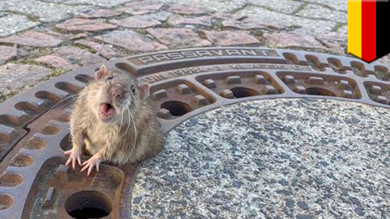 Despite all my rage I'm still just an overweight rat trapped in a ...
