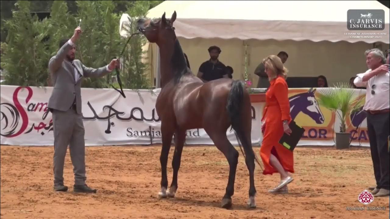 N 54 QAYSSAR EL SULTAN Lebanese Arabian Horse Championship 2023 ...