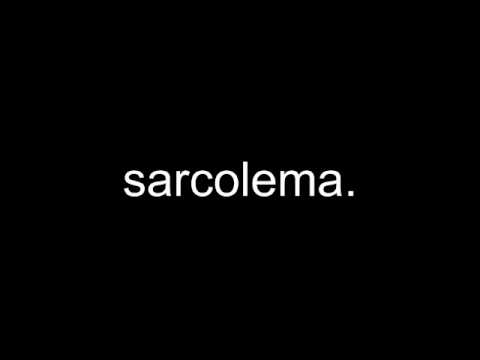 sarcolema - YouTube