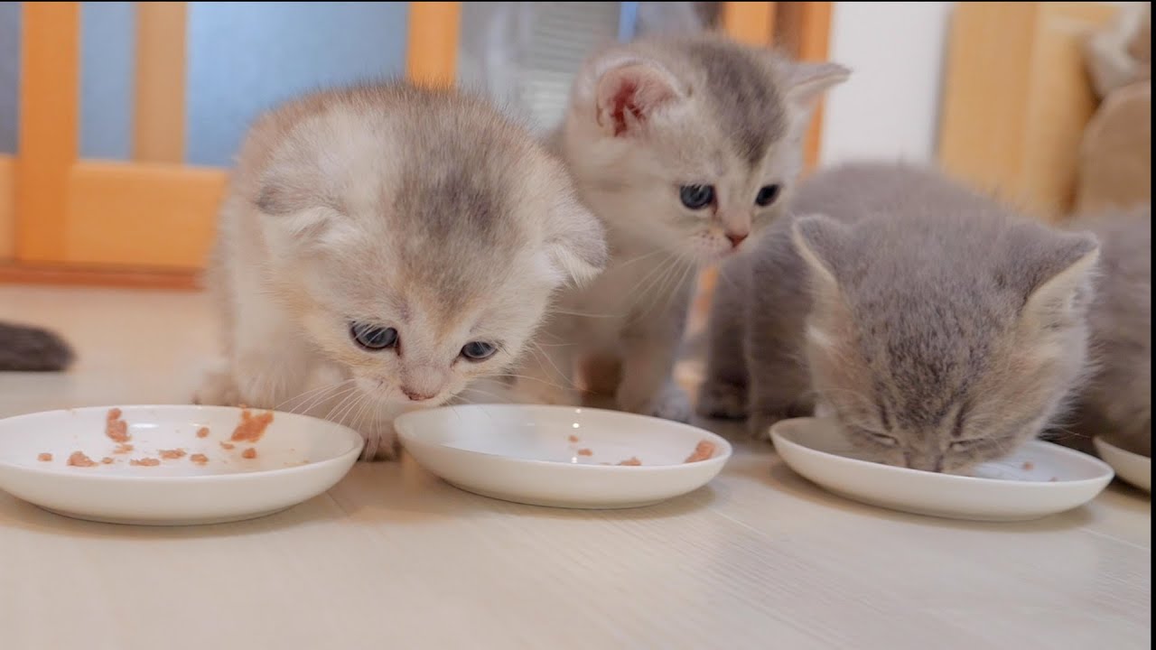 Gluttonous kittens are always on the lookout for food next door. - YouTube