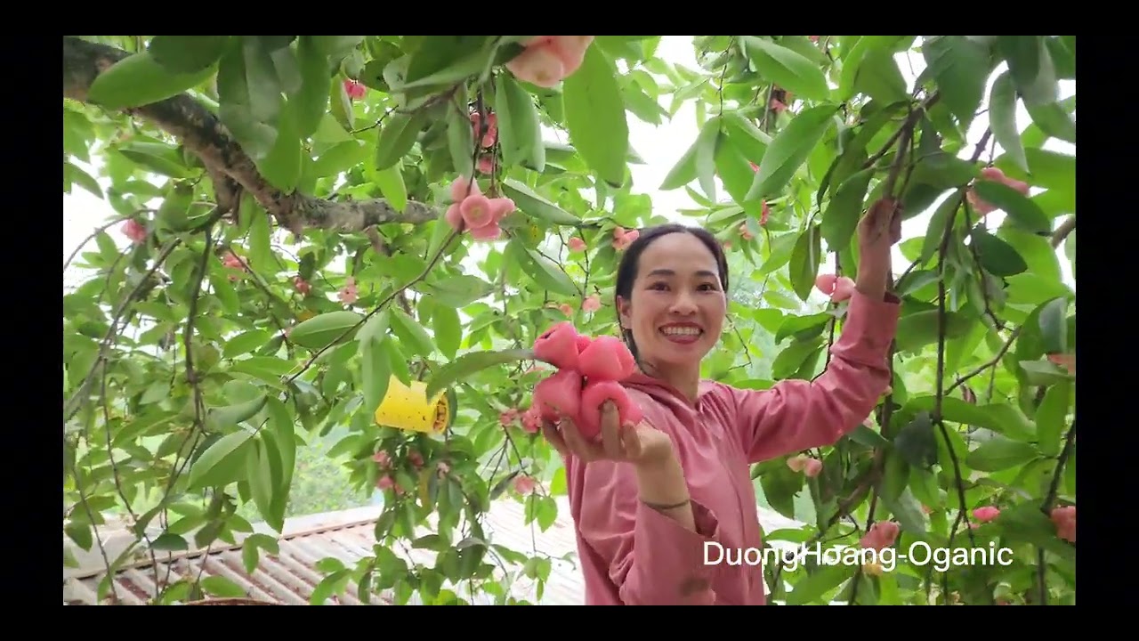 Red Roi fruit harvest date. @DUONGHOANG-Organic - YouTube