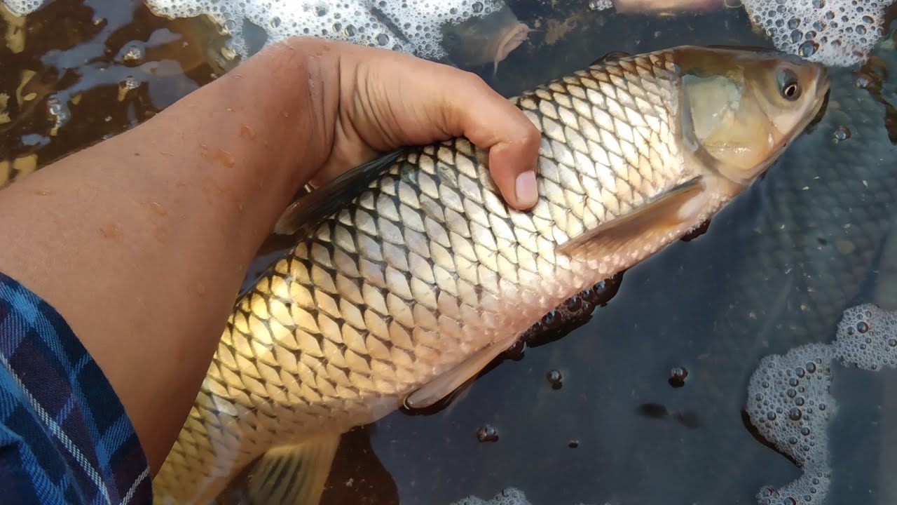 amazing big rohu carp fish | mini pool big rohu fish | CArp fish video ...