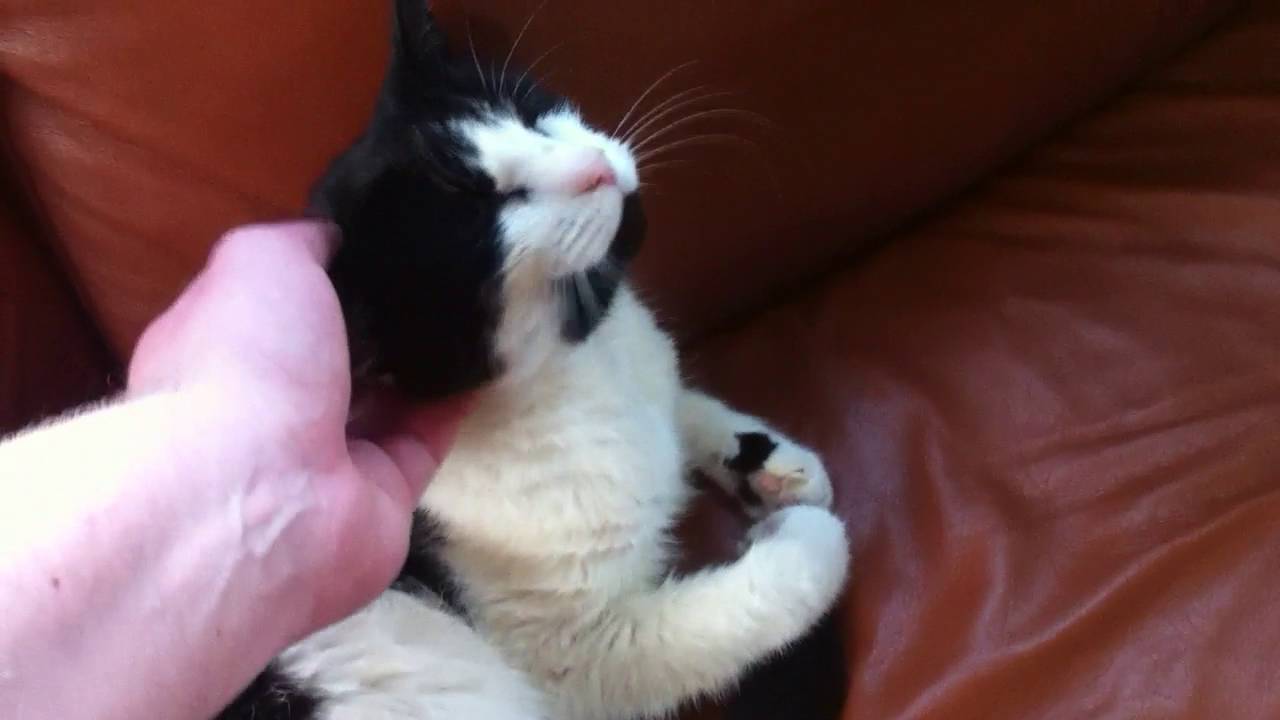 MAH KITTEH! (The Bearded Cat) - YouTube