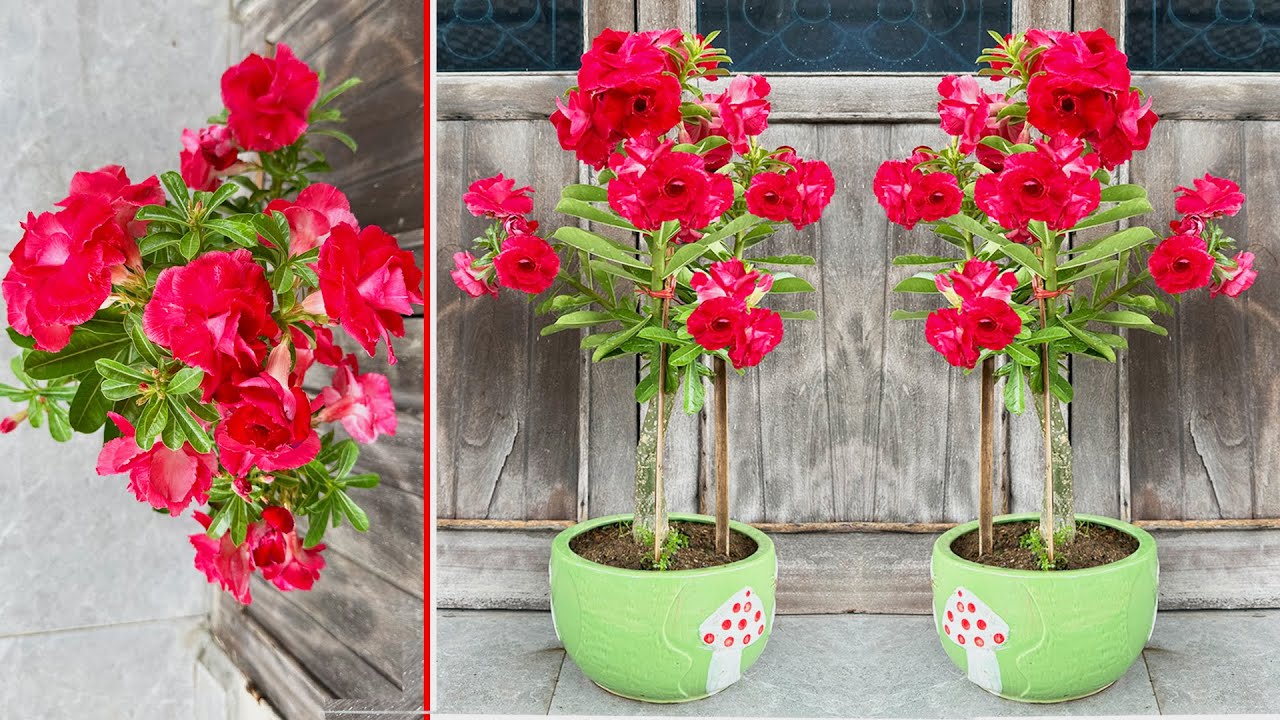 Super BEAUTIFUL Porcelain Flowers, How to grow Porcelain flowers ...