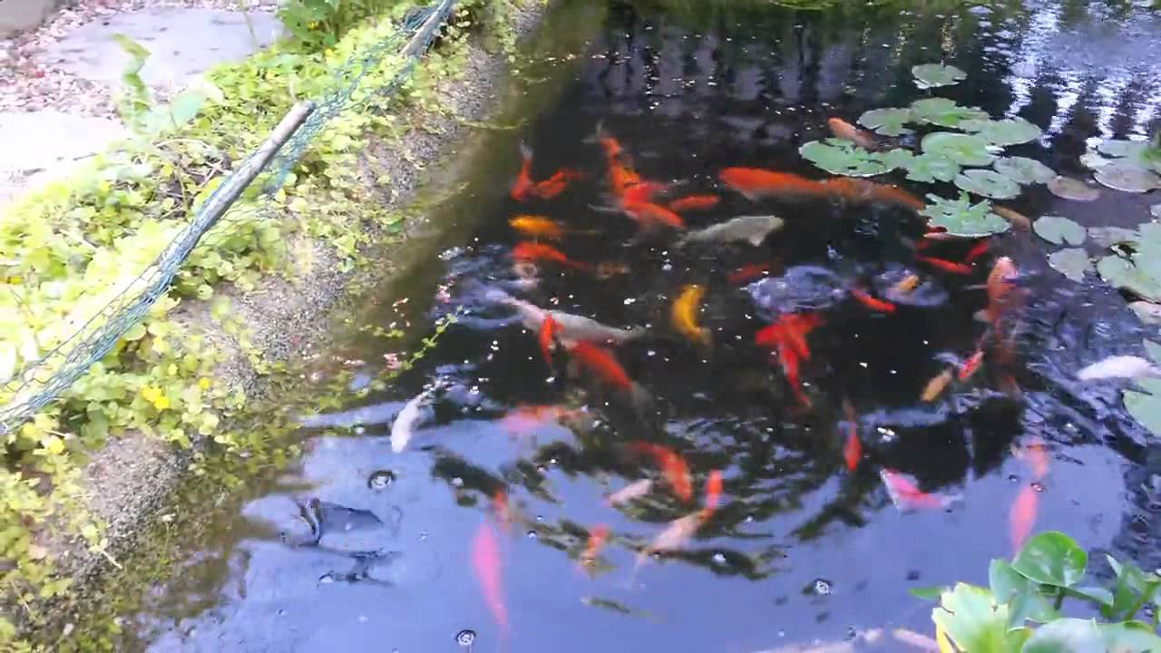 Guldfiskar och koi - YouTube