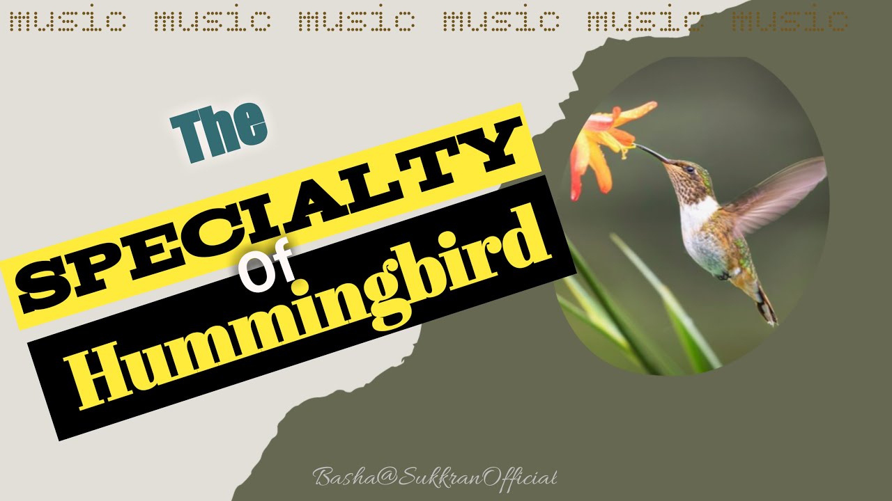 The specialities of hummingbirds - The Acrobatic Flyers. mp4 - YouTube