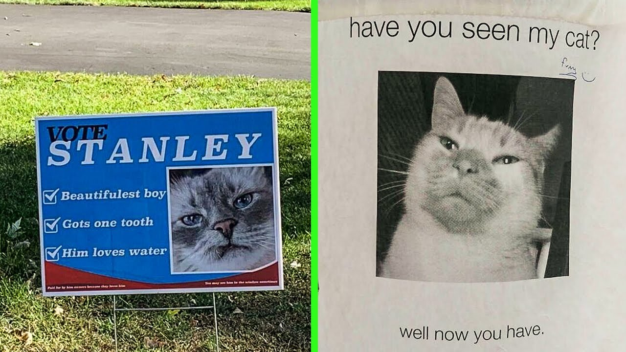 Hilariously Relatable Memes For Anyone With ‘Cattitude’ - YouTube