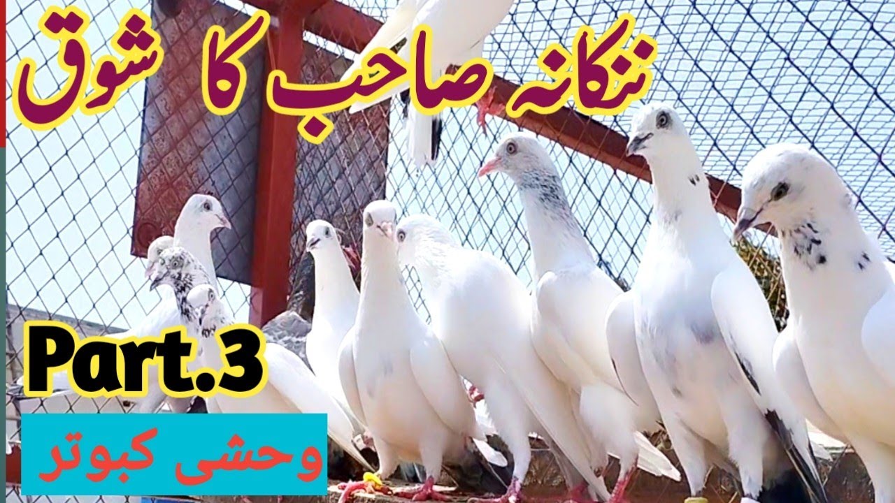 Nankana Sahab Hobby Of Pigeons || Pakistani Pigeons High Flyer || Part ...