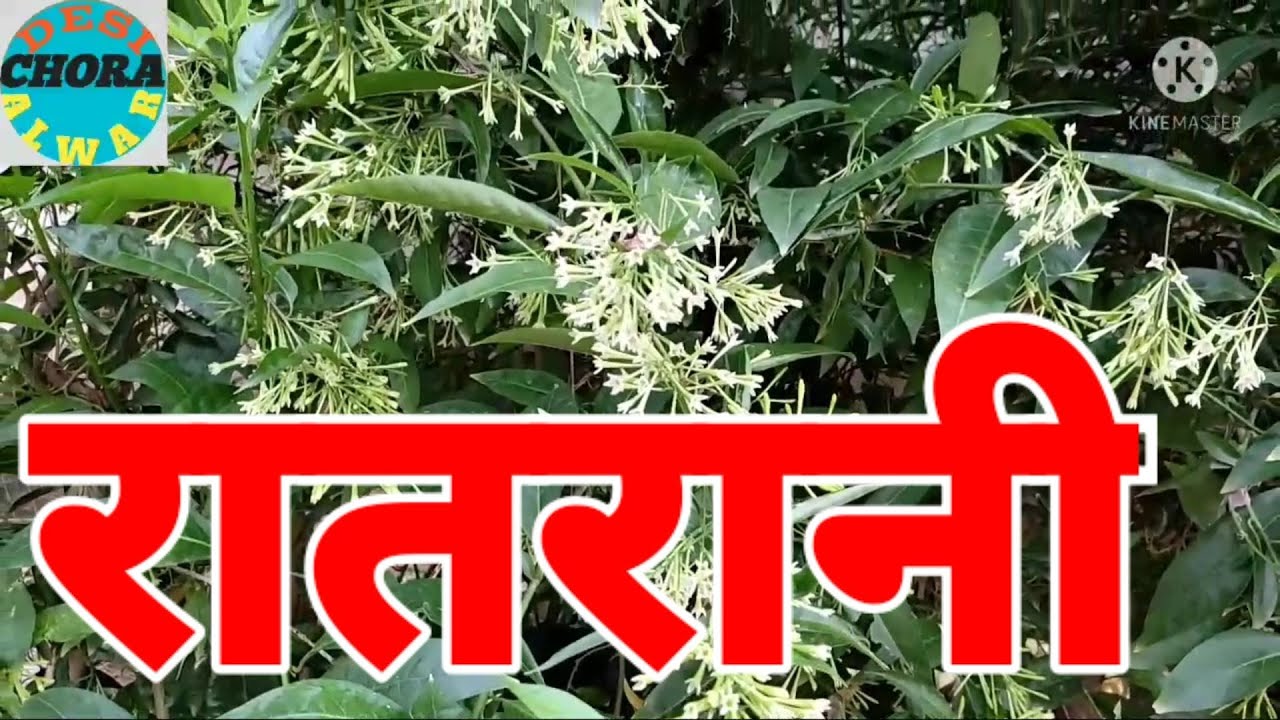 रातरानी का पौधा। रात की रानी का पेड़।ratrani plant#Rat ki rani ka ...