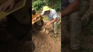 Can you plant a tree on top of a grinded stump??