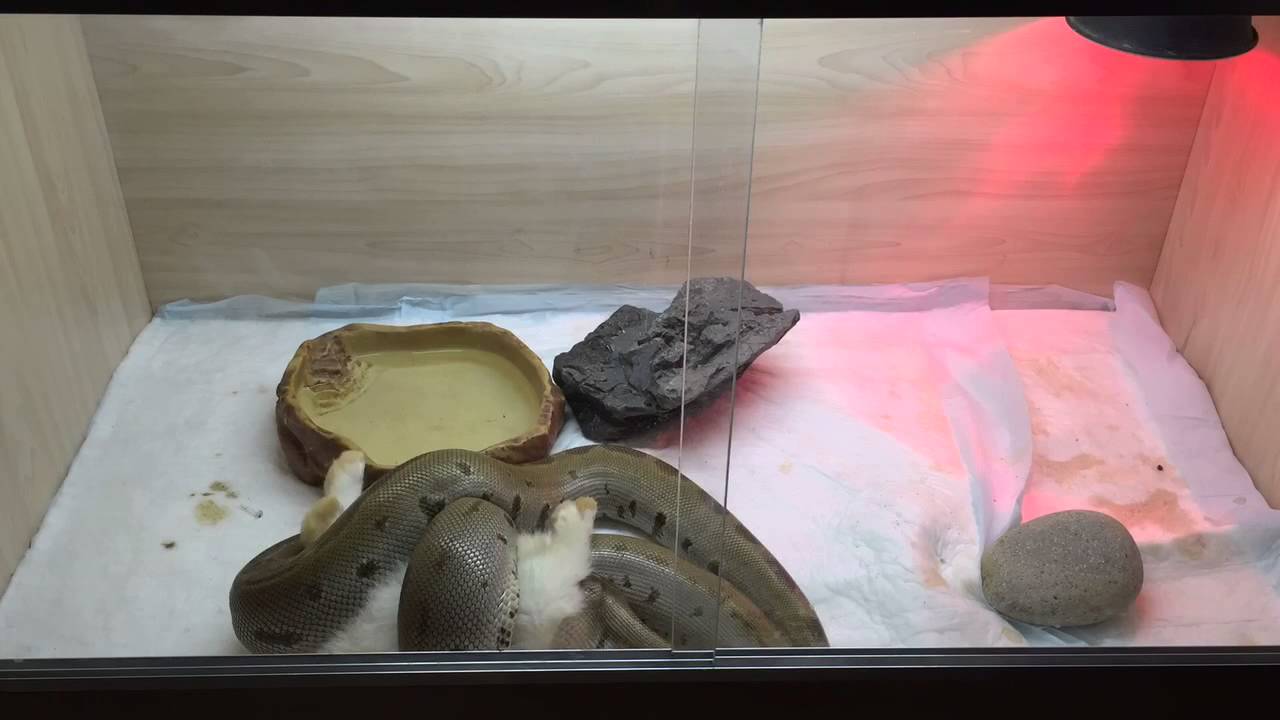 Green burmese python eating a rabbit ثعبان يبتلع ارنب - YouTube