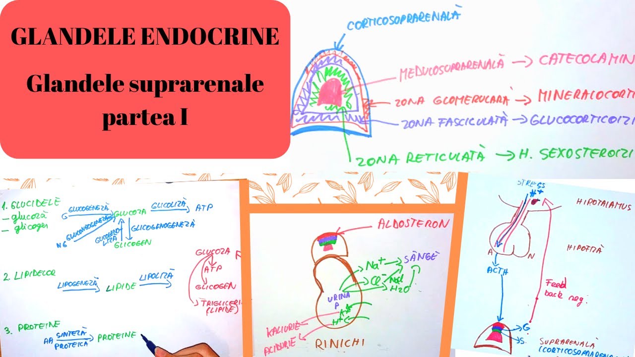 ADMITERE MEDICINA: GLANDELE ENDOCRINE 3: Glandele suprarenale partea I ...