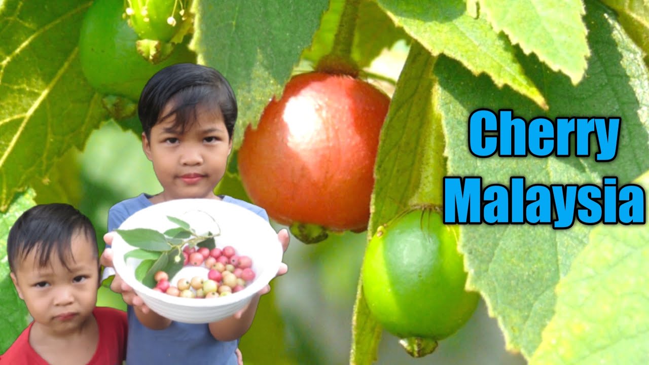 Cherry Malaysia, Harvest Cherry Malaysia, Eating Cherry Malaysia ...