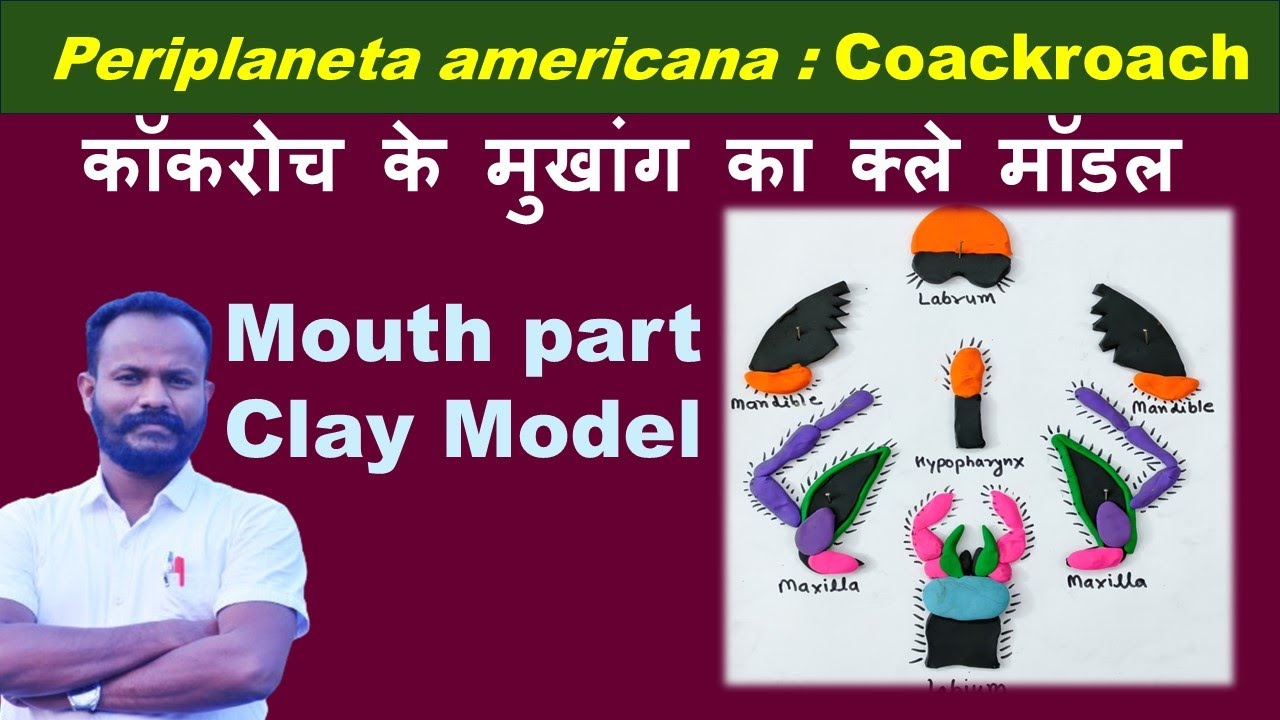 Clay Model of Perianeta Mouth Part: by Anand sir - YouTube