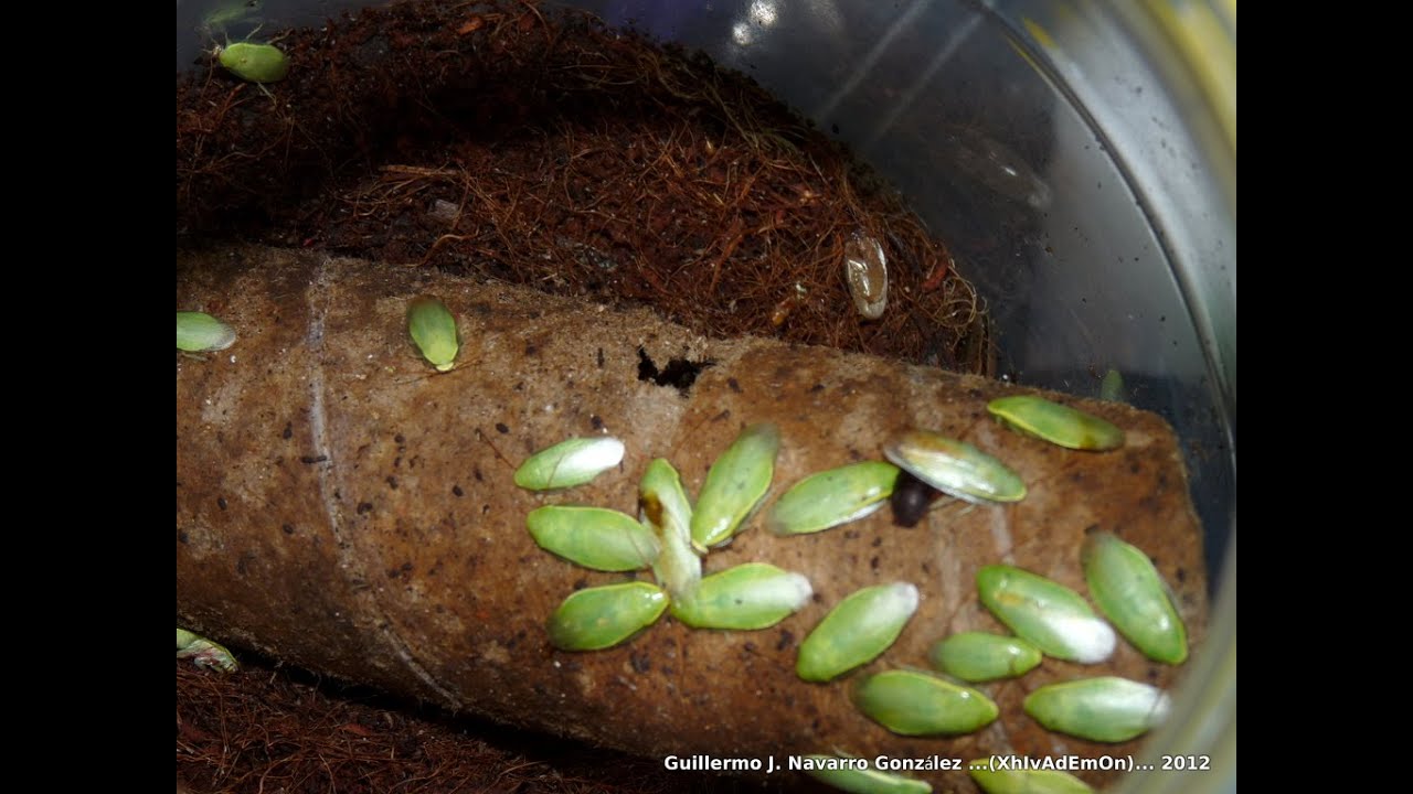 Cucaracha #3 (Panchlora nivea) - YouTube