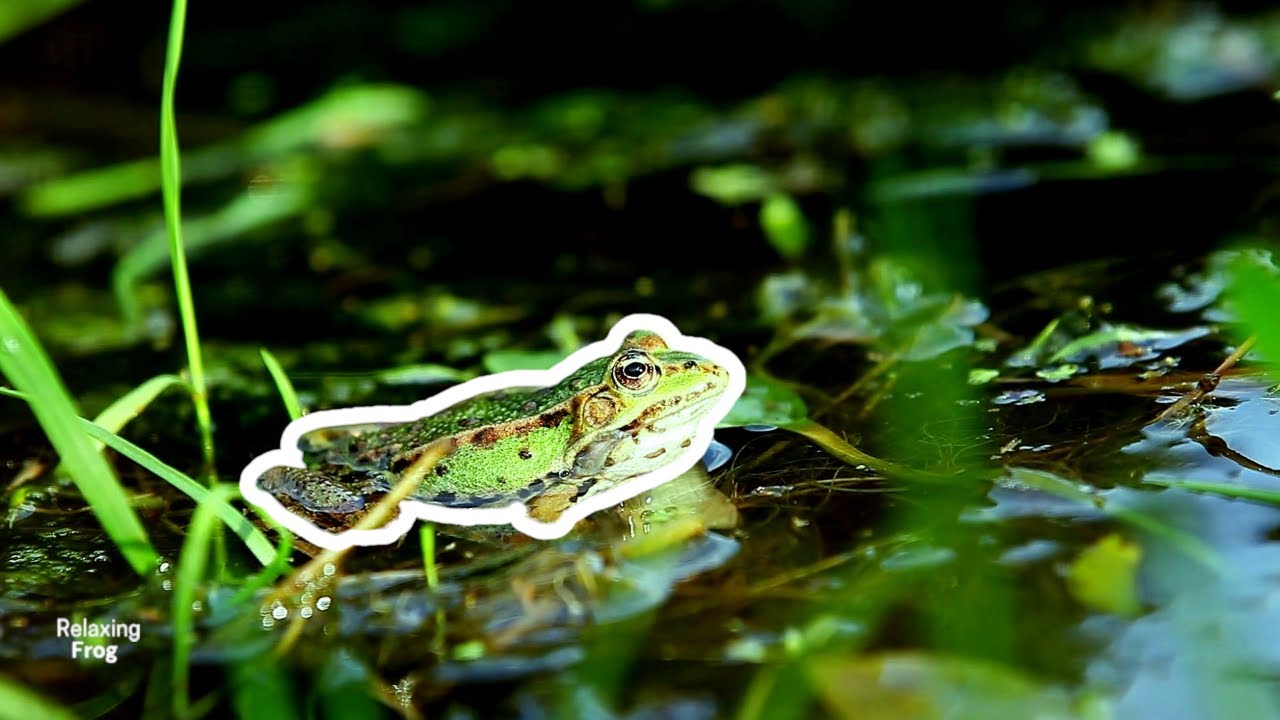 Relaxing Sound of Frogs for Sleep Meditation Study - YouTube