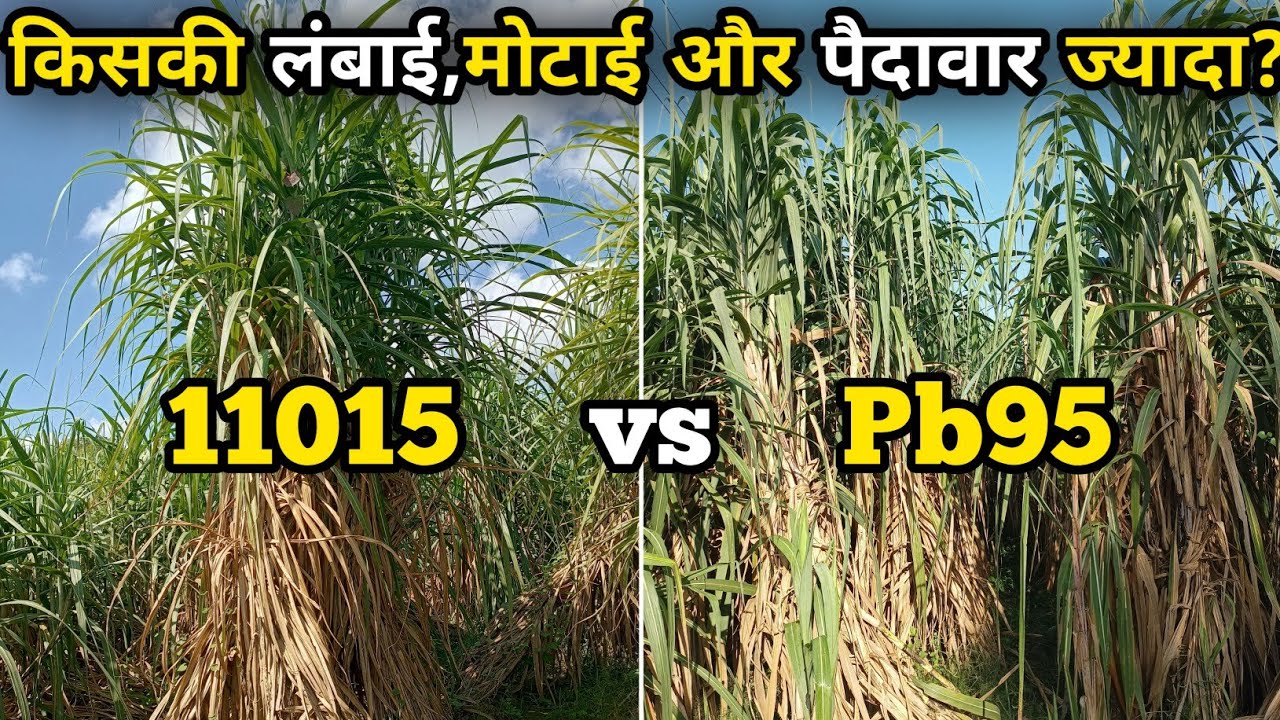 11015 vs Pb95 किसकी लंबाई, मोटाई और पैदावार ज्यादा / 11015 ganna ...