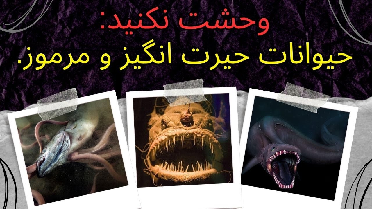 موجودات عجیب و غریب کشف شده عجیب ترین حیواناتی که تا به حال در مورد آن