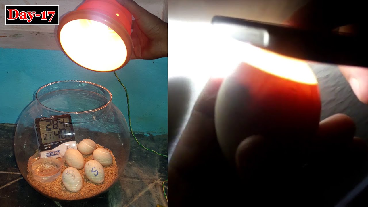 Incubator Day-17 | Candling Eggs | Candling Chicken Eggs - YouTube