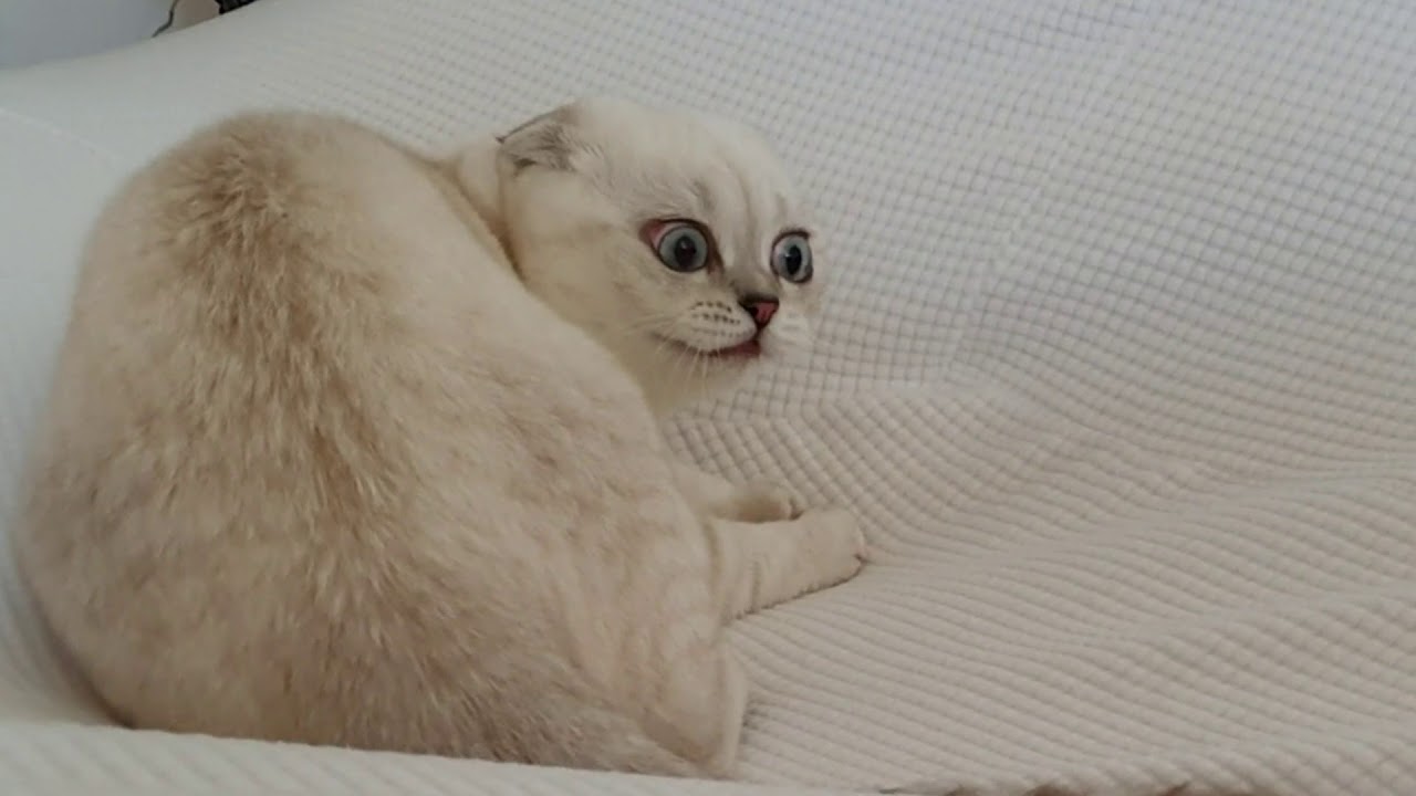 Dramatic Cat (Possessed) - YouTube