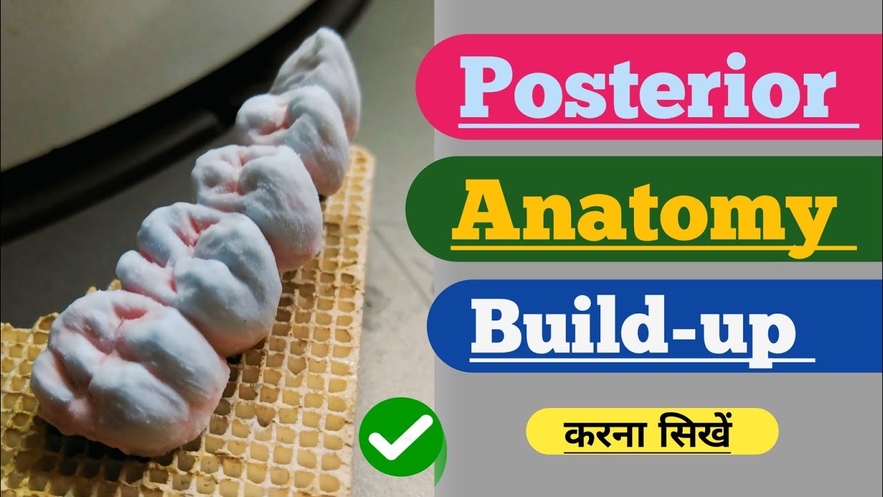 Posterior Anatomy porcelain|| Posterior Build|| Ceramic build up ...